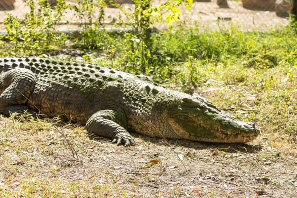 Are Crocodiles A Risk at Kakadu National Park? Mistakes are Fatal!